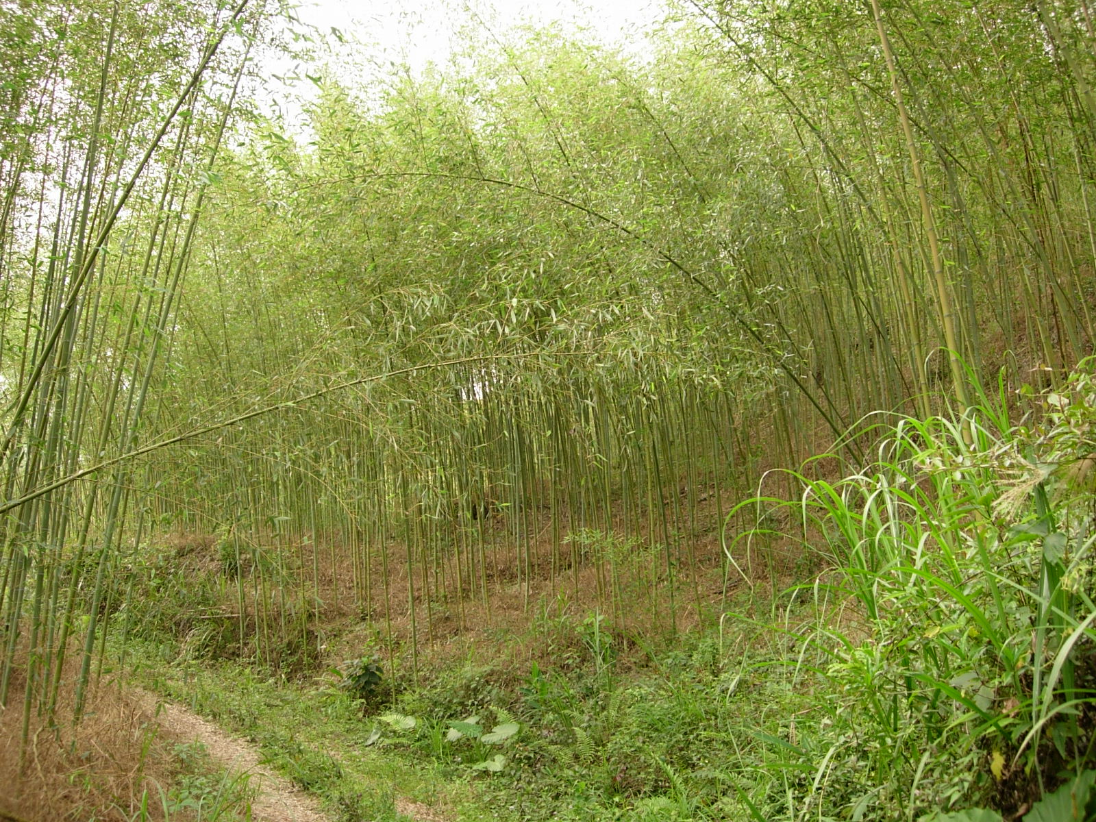 Bunun Tribe Becomes First Indigenous Community to Achieve FSC ...