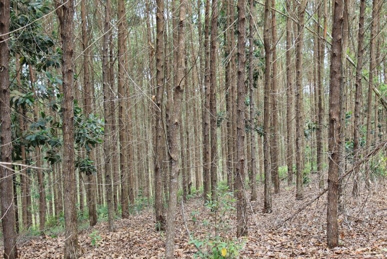 The future of Indonesia - opportunities, challenges and the way forward ...