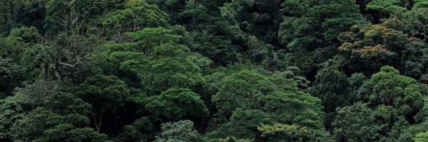 Launch of transaction verification loop in Vietnam | Forest Stewardship ...