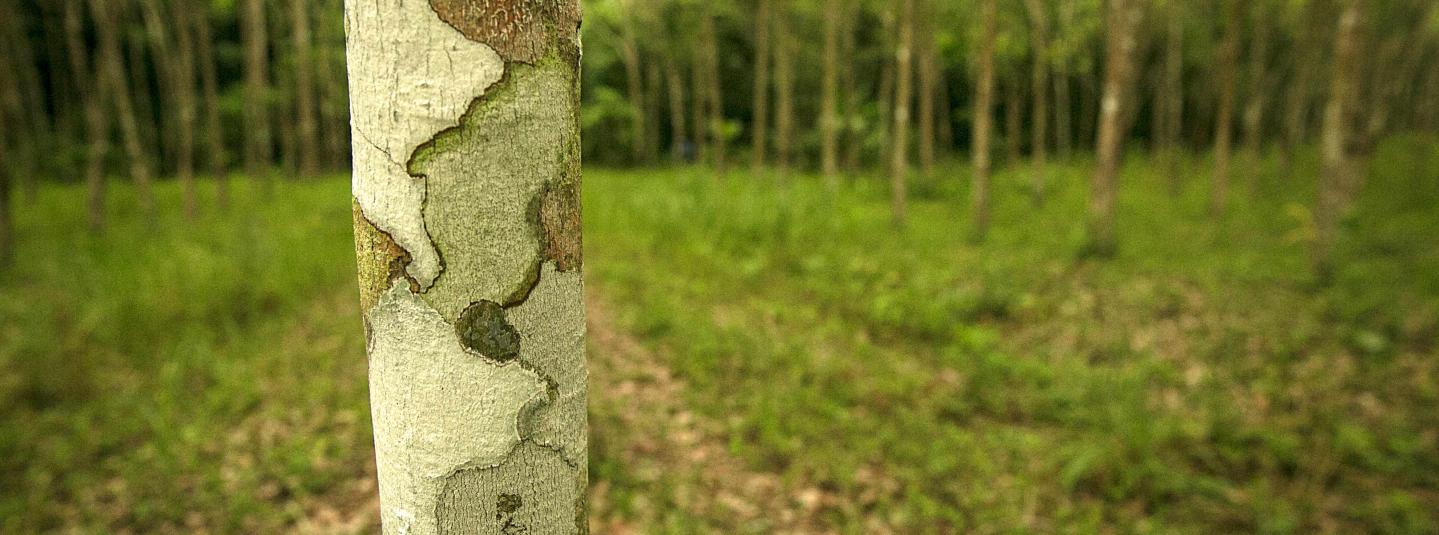 Homepage FSC APAC | Forest Stewardship Council