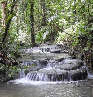 FSC India | Forest Stewardship Council