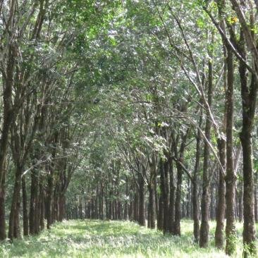 FSC India | Forest Stewardship Council